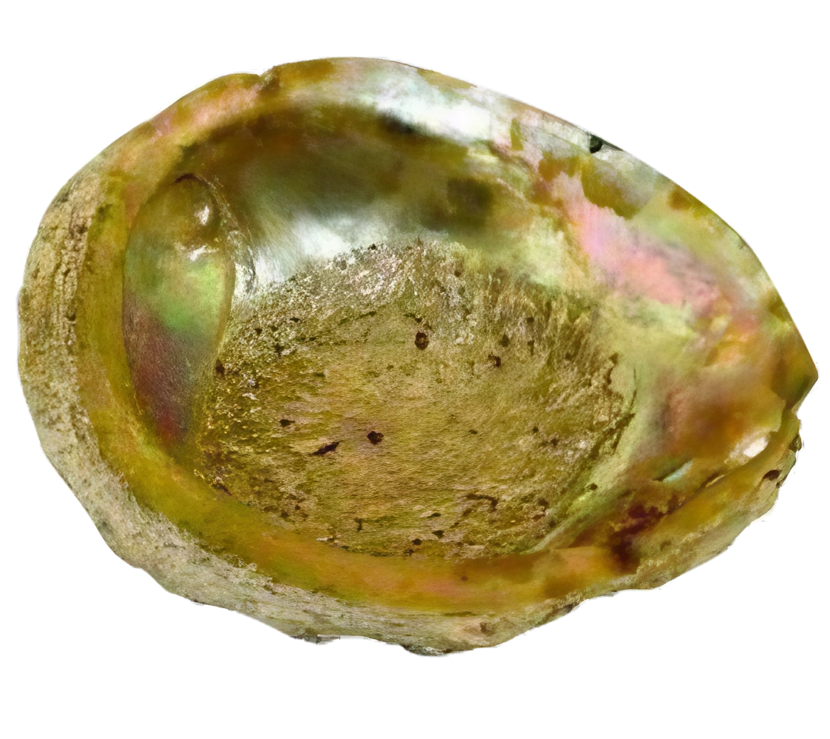 Large Abalone Shell Natural Ashtray – DankGeek